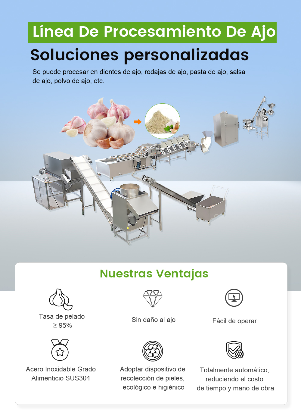 Línea De Procesamiento De Ajo - Yoto Food Processing Machines.